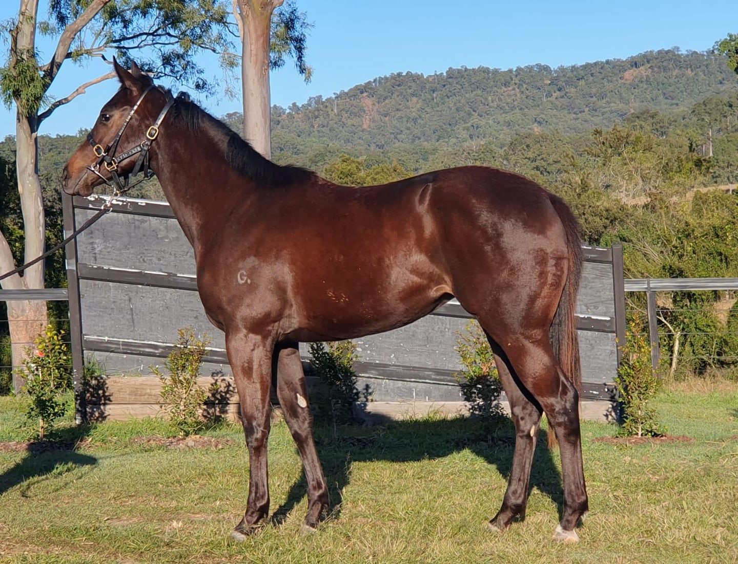 Lonhro Filly: Time for a Break