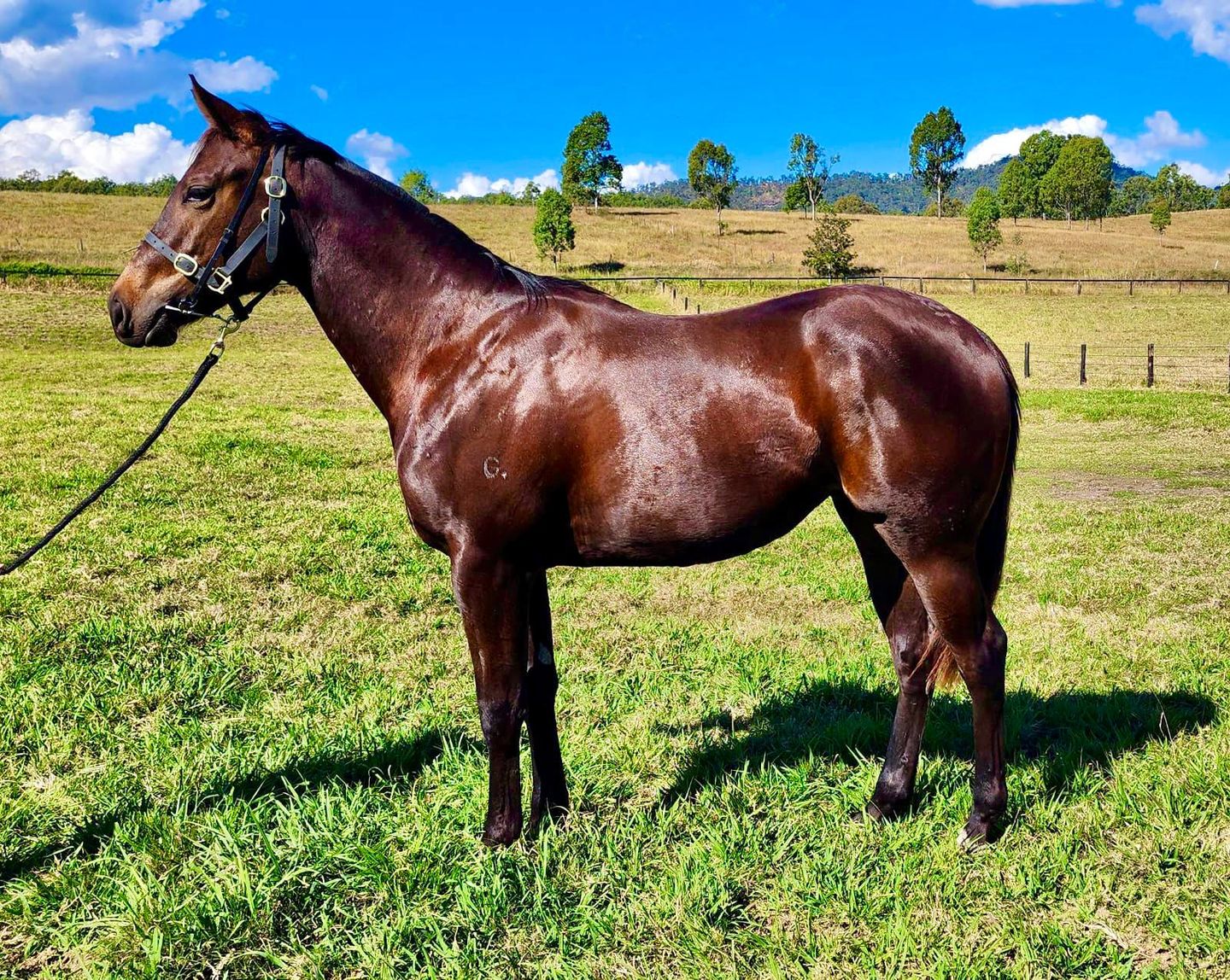 Lonhro Filly: Frolicking