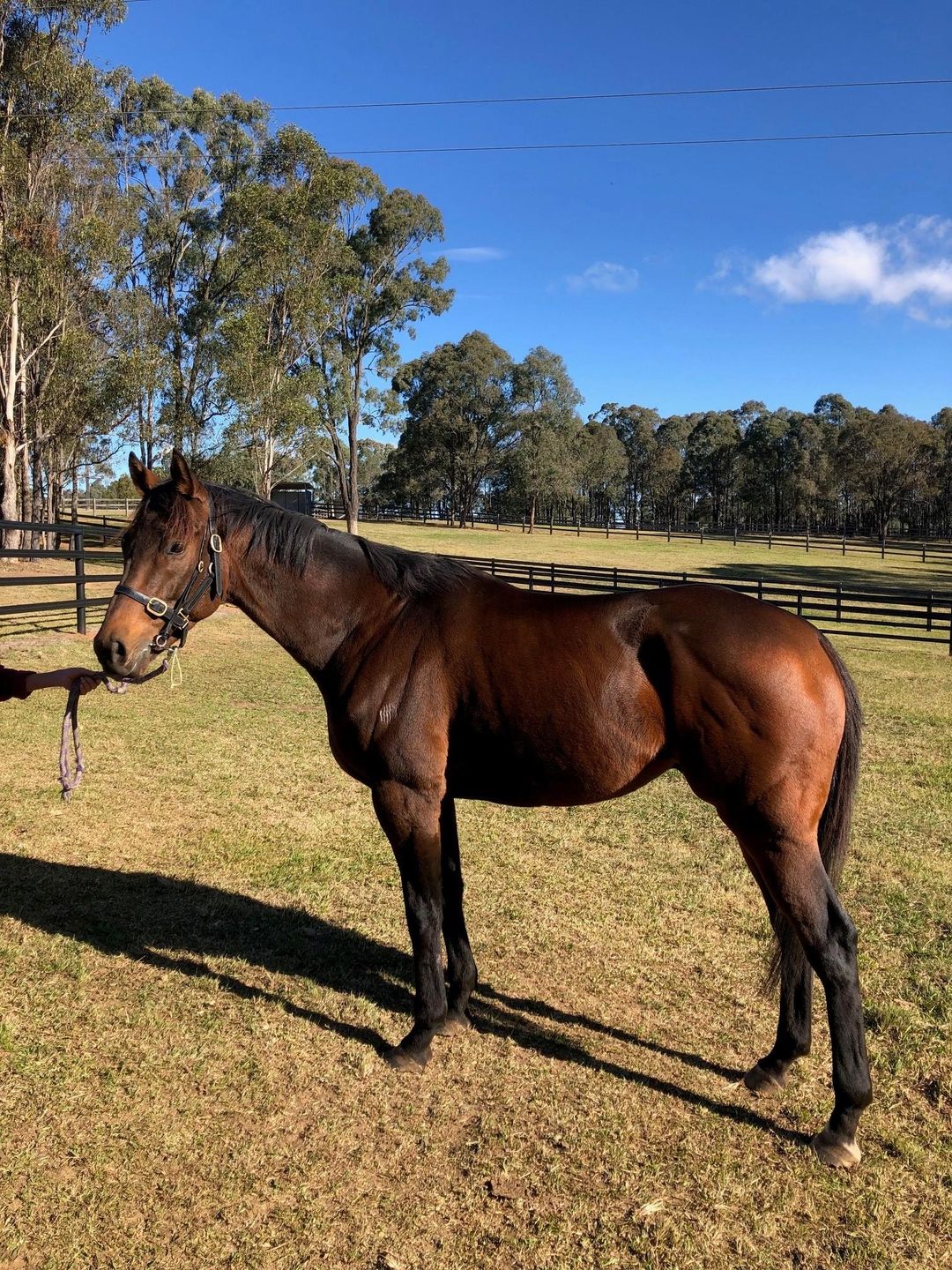 Glory Daze: Spelling Update