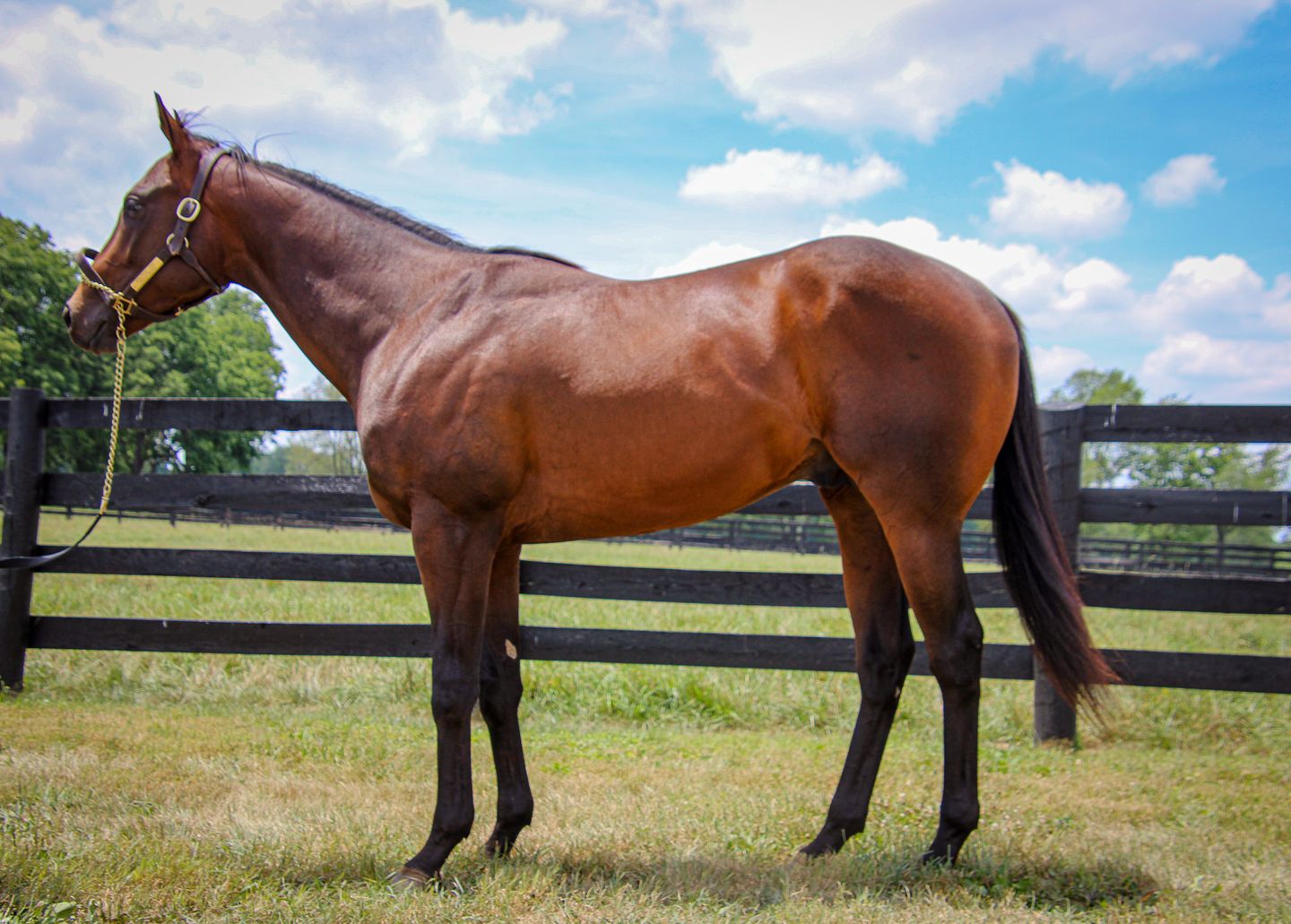 Proud Indian ’22 – Dalmore Myracehorse