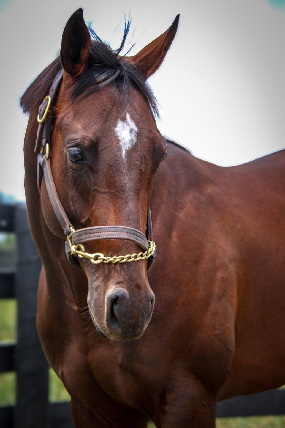 Proud Indian ’22 – Dalmore Myracehorse