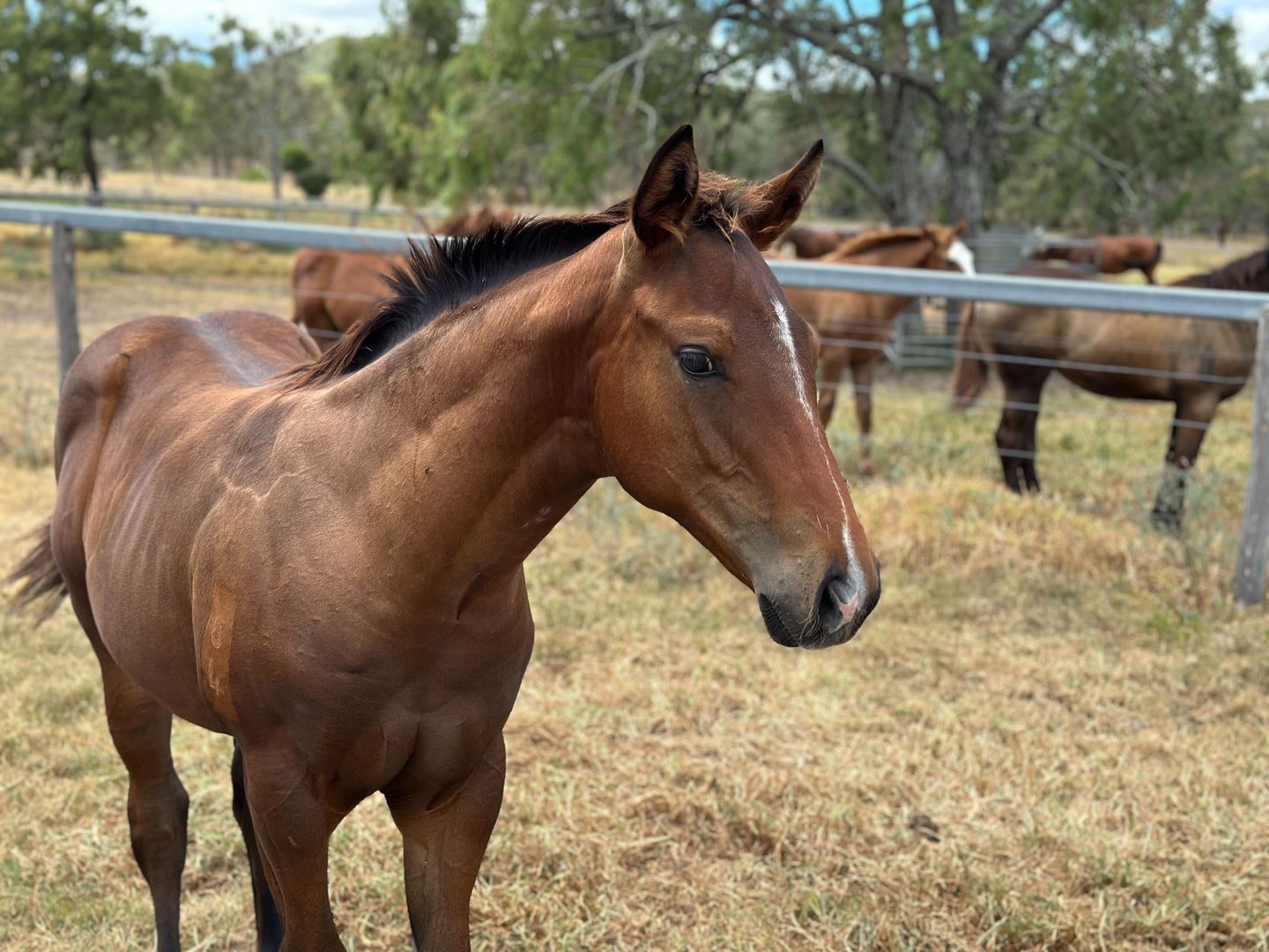 King Kirk's Full Brother - Prince Kirk