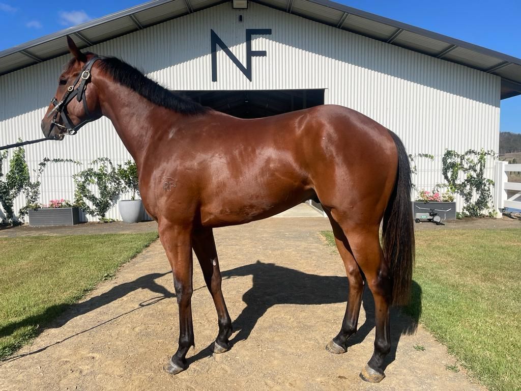 Sambuca: Newington Arrival