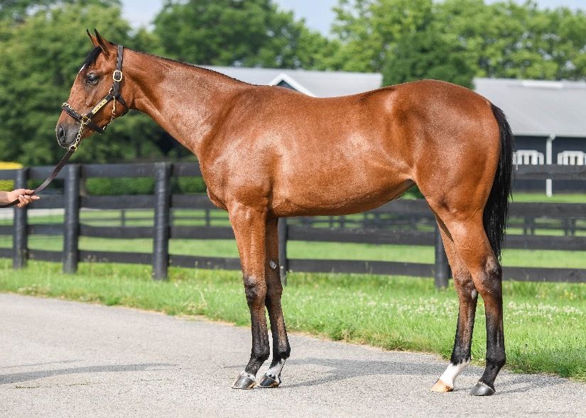 Authentic Yearlings at Fasig-Tipton