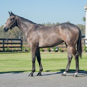 Frankel x Of Good Cheer Grey Filly