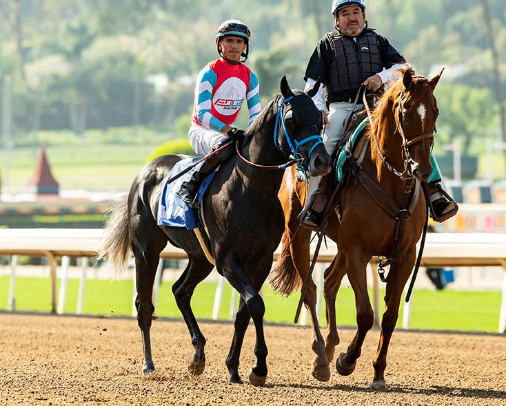 Get your Official Preakness Merch!