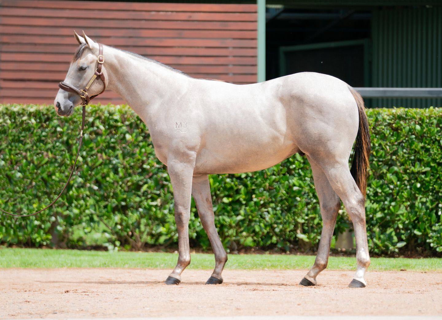 Extreme Choice x Ariaz - White/Grey Colt