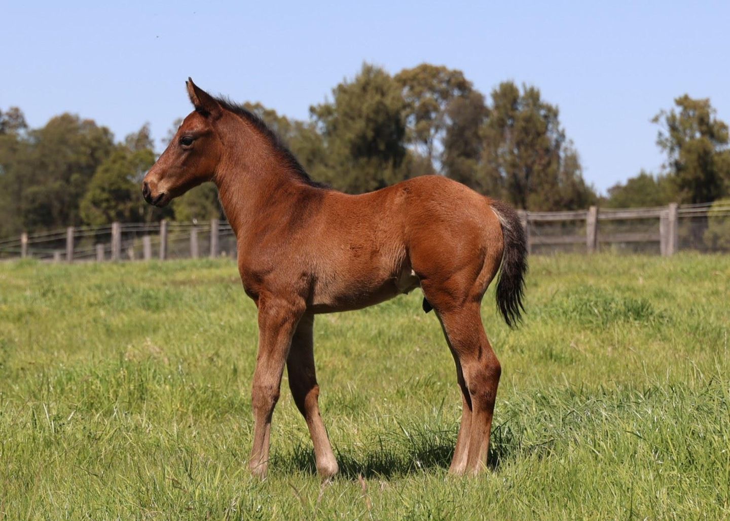 Photo: Colt out of Jackrabbit Jimmy